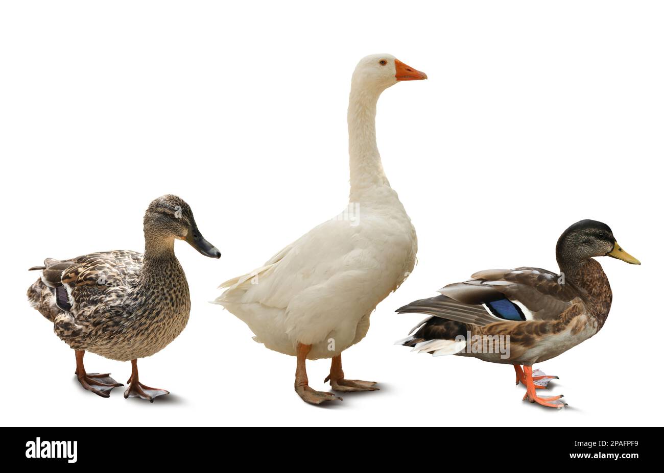 Beautiful domestic goose and ducks on white background, collage Stock ...