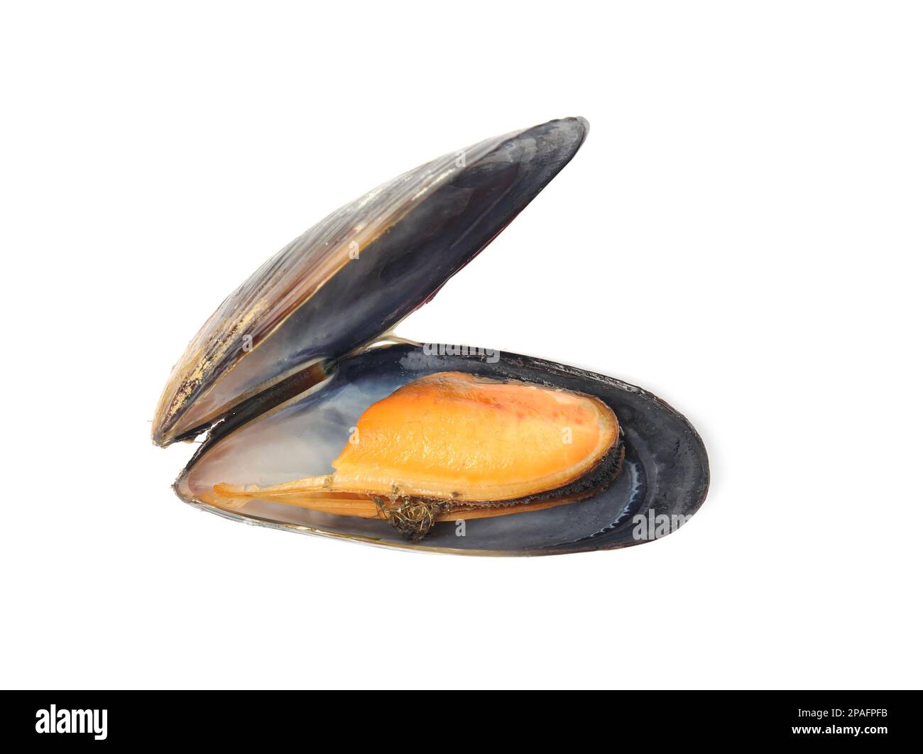 Open mussel shell Cut Out Stock Images & Pictures - Alamy