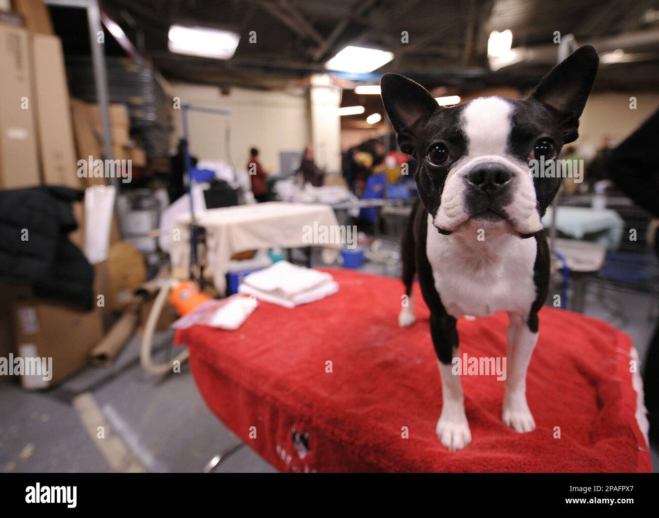 Walter a Boston Terrier competing in the Non Sporting Category waits ...