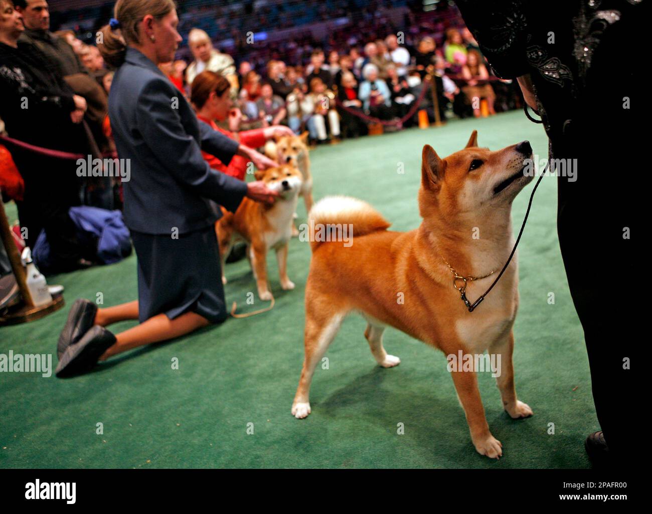 Taichung Kokoro of Niji, a 10-year-old shiba inu, waits to be judged in ...