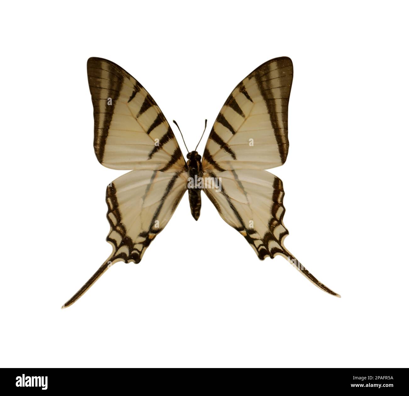 Beautiful fragile exotic butterfly on white background Stock Photo - Alamy