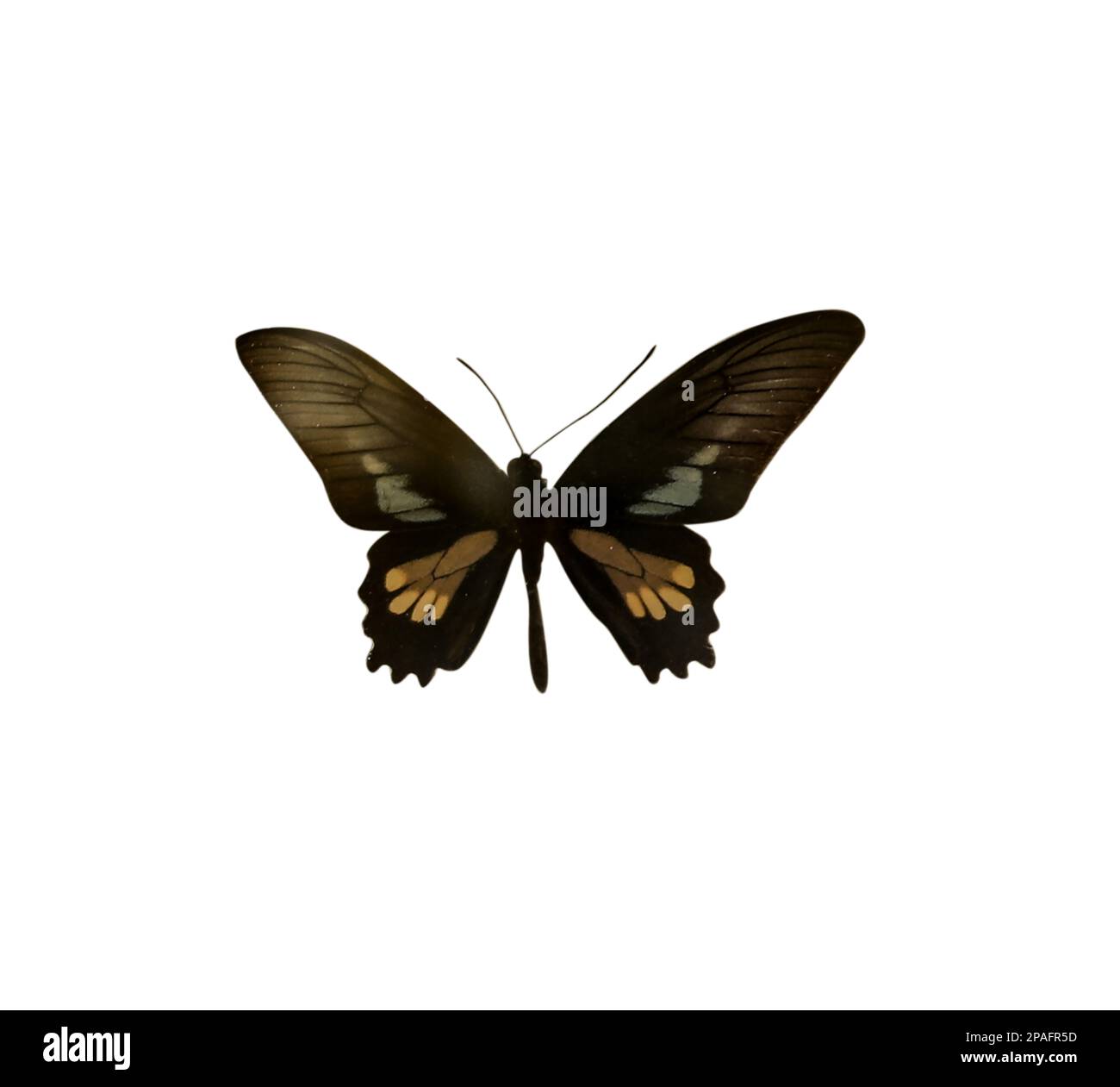 Beautiful fragile exotic butterfly on white background Stock Photo - Alamy