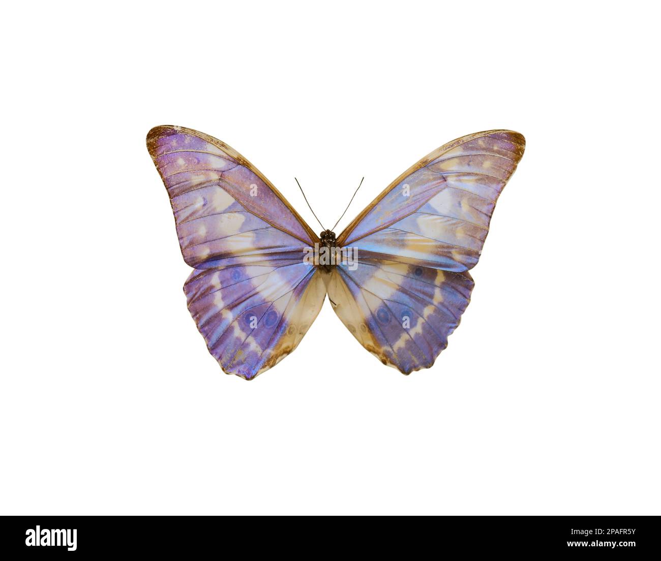 Beautiful fragile exotic butterfly on white background Stock Photo - Alamy