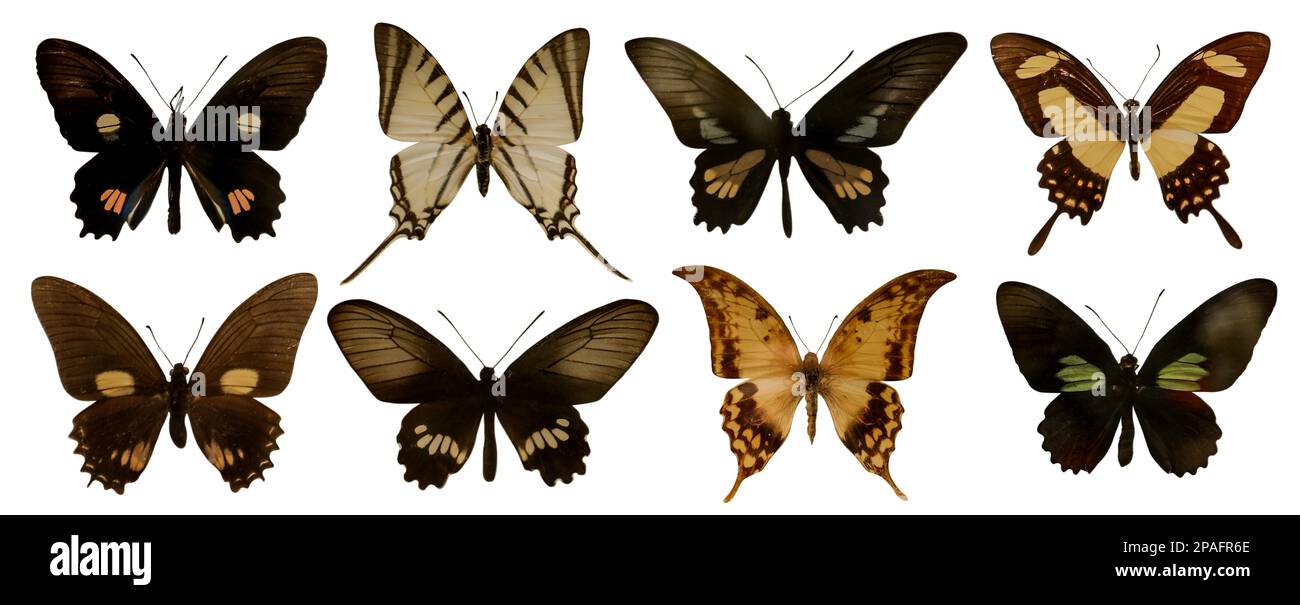 Set with beautiful exotic butterflies on white background. Banner ...