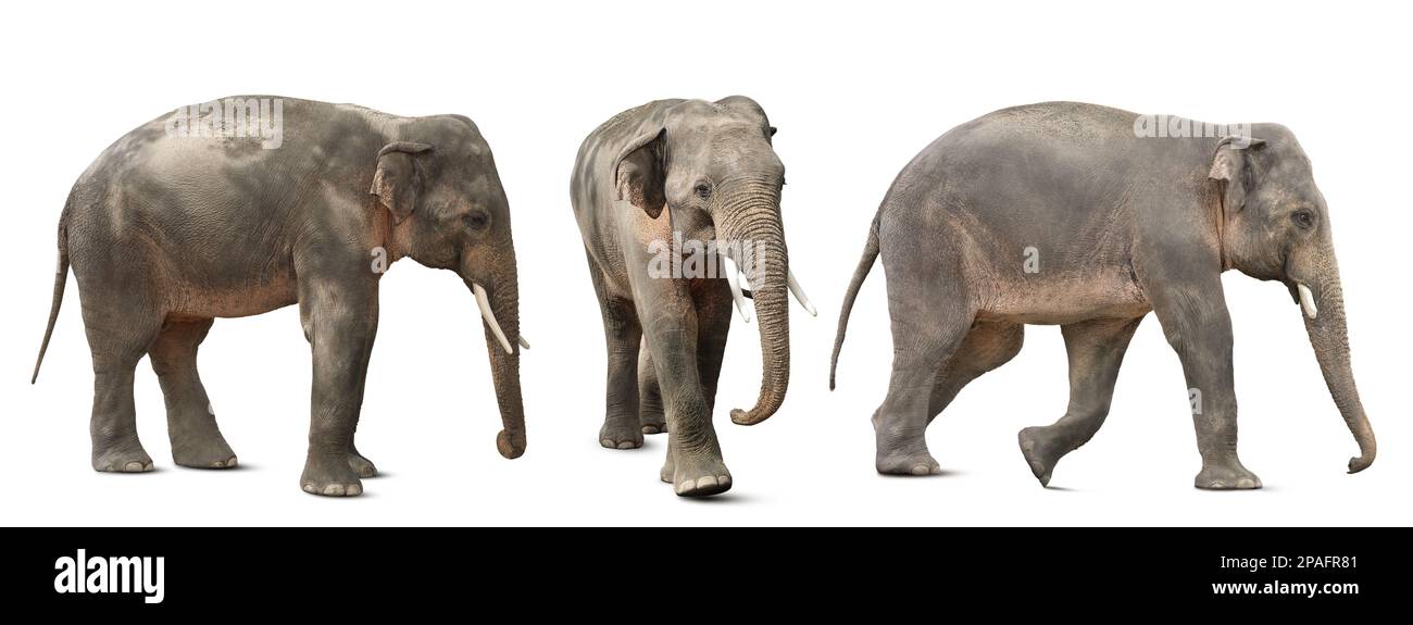 Large elephants on white background, collage. Exotic animal Stock Photo ...