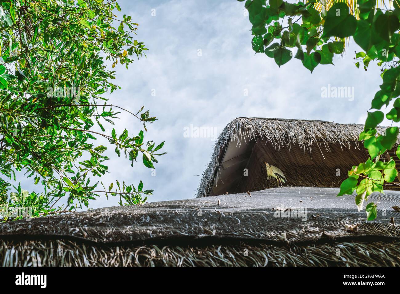 The intricate detail of a traditional thatched roof of a Maldivian ...