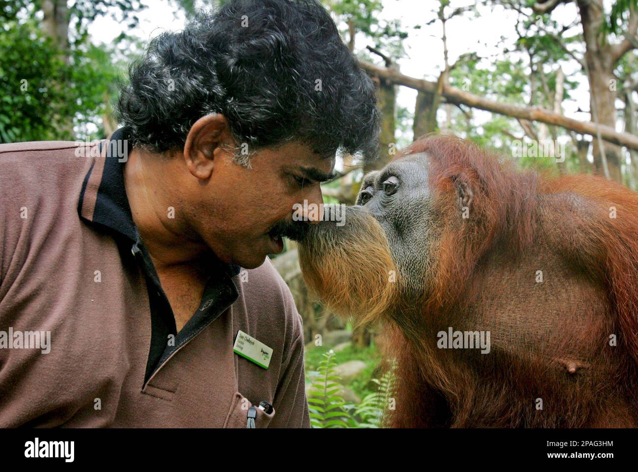 ** FILE ** Ah Meng, the oldest female Sumatran orangutan in captivity ...