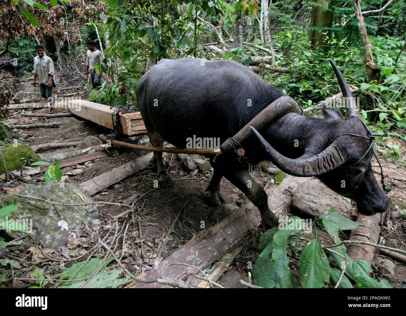 ** FILE ** Loggers use a water buffalo to drag a log to the main road ...
