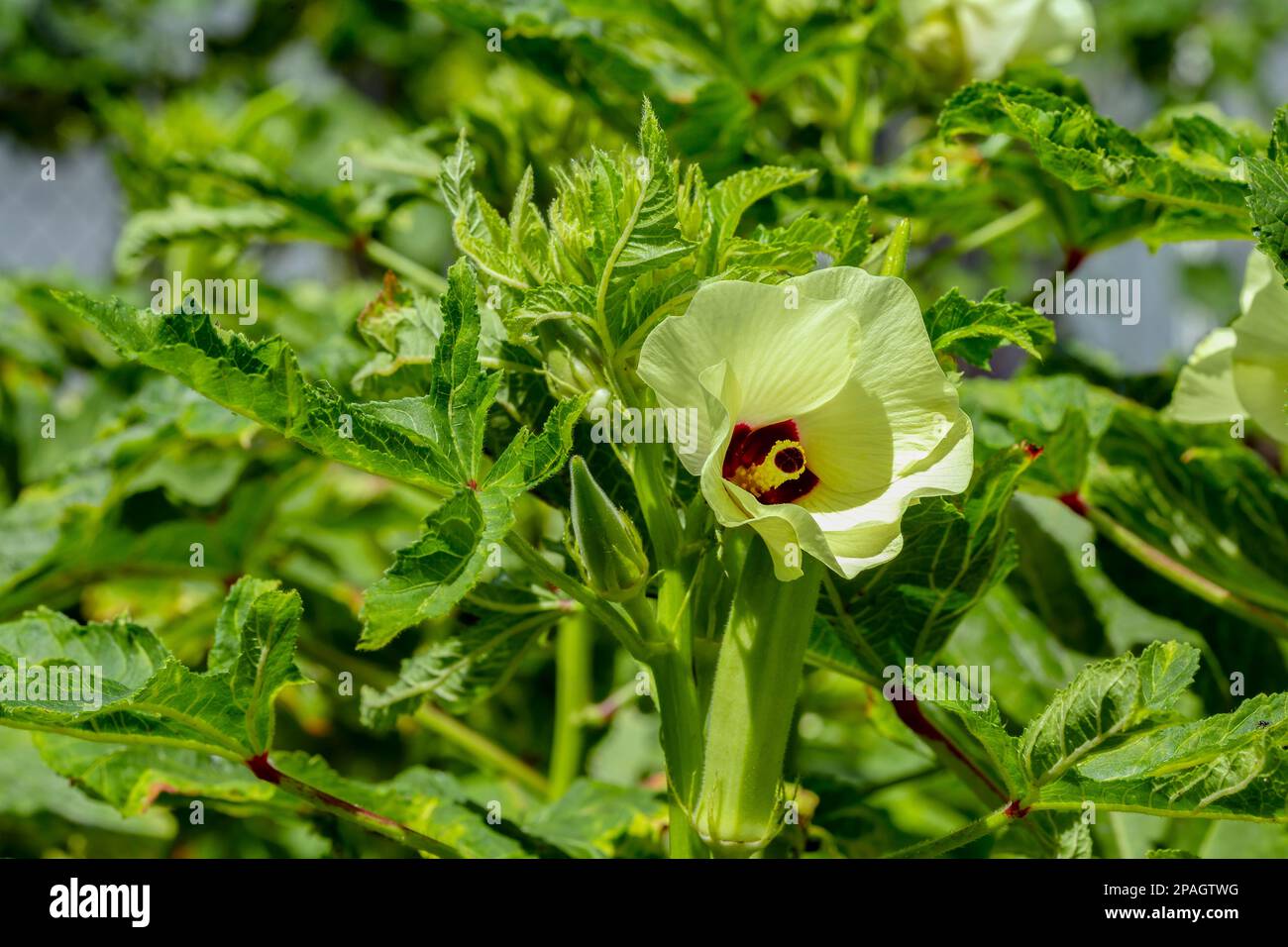 Lady finger farming hi-res stock photography and images - Alamy
