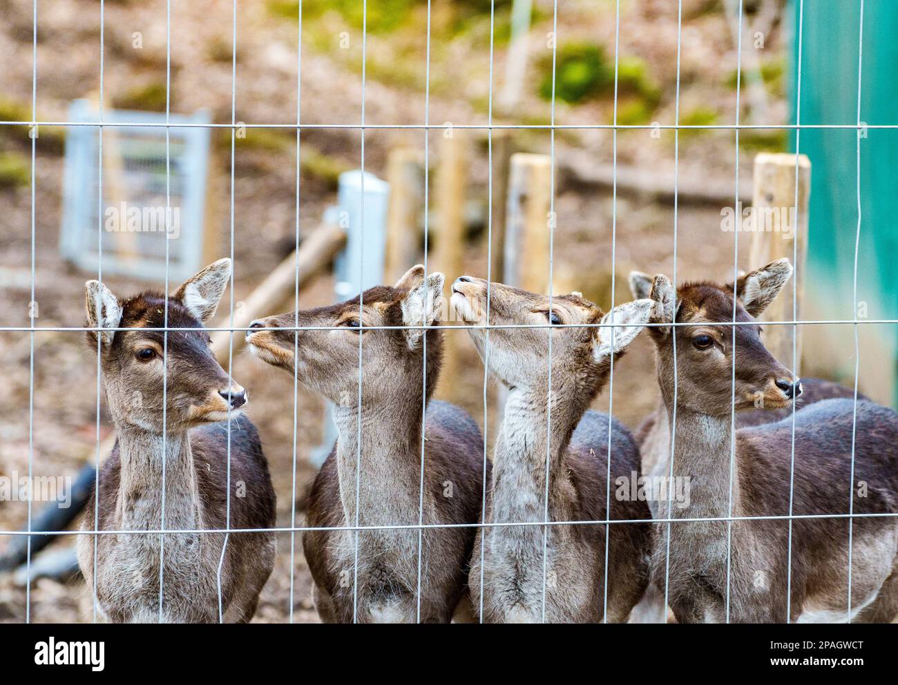 Fallow deer fence under hi-res stock photography and images - Alamy