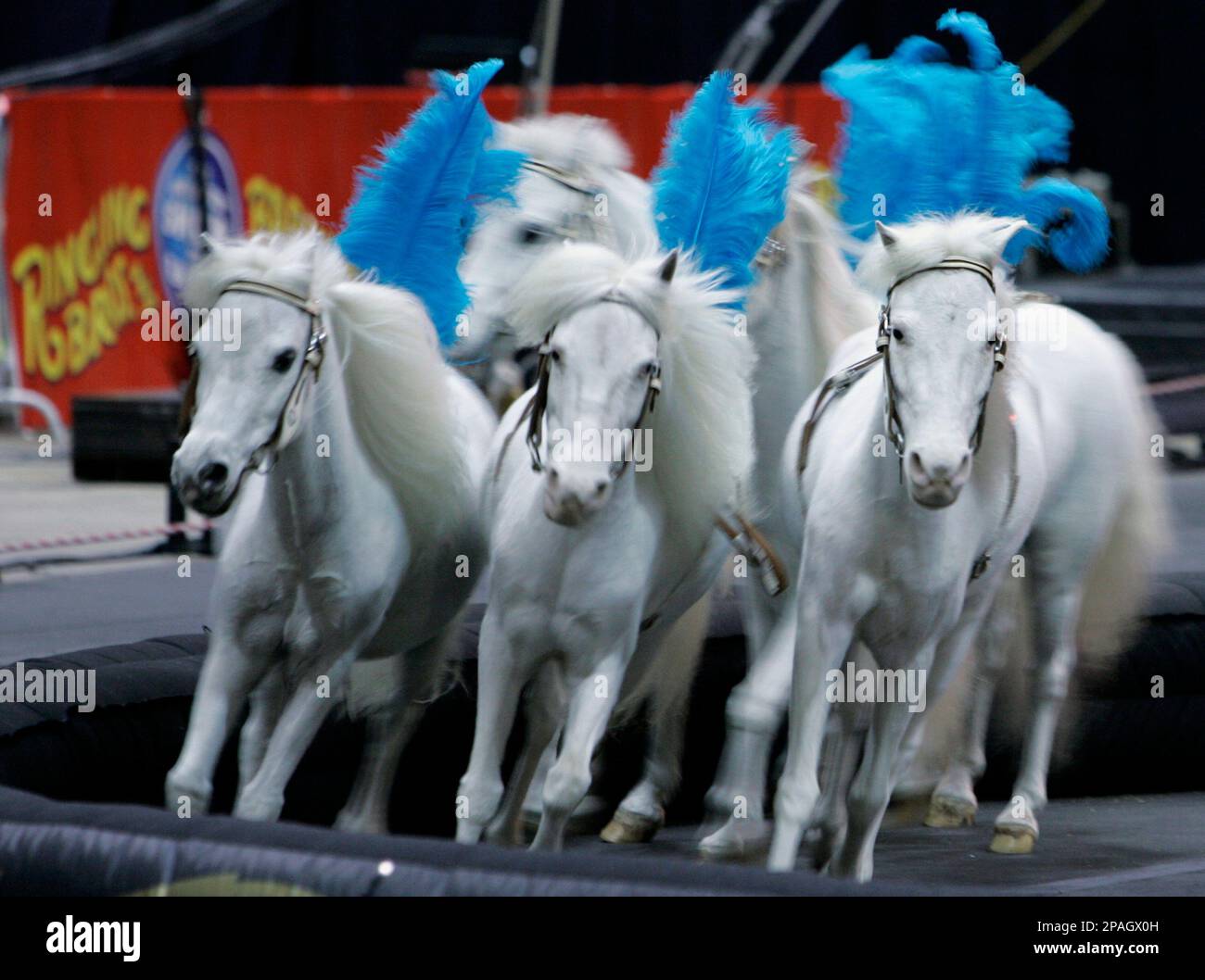 Miniature horses race around a pen during rehearsals for Ringling Bros ...