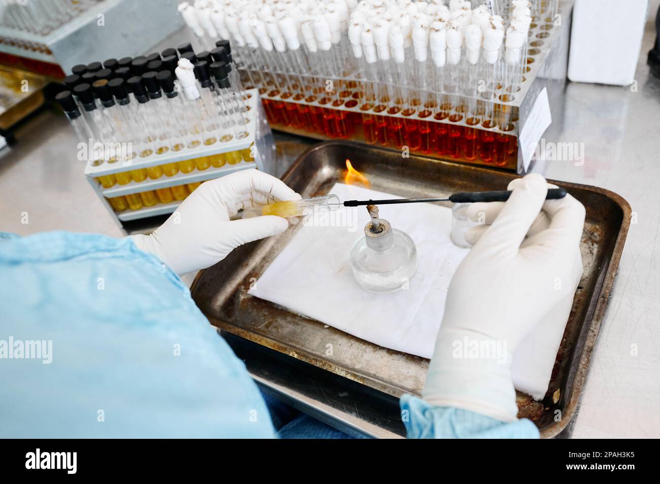 Laboratory assistant works on creating bacterial culture Stock Photo ... Laboratory assistant works on creating bacterial culture Stock Photo ...