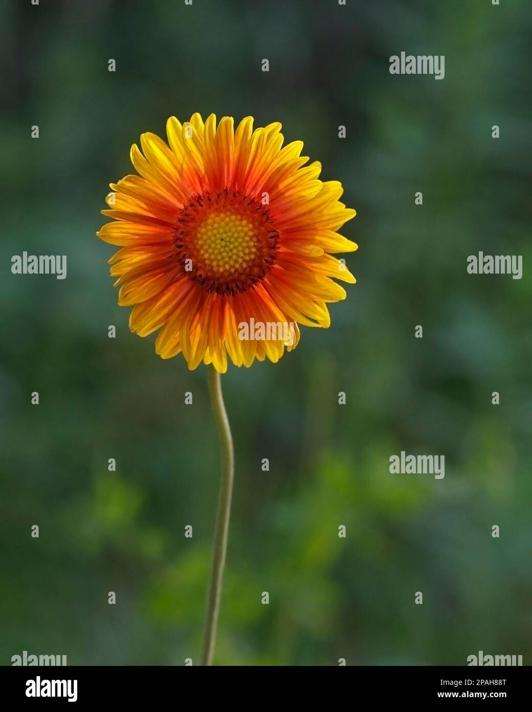 Sunlit petals on Gaillardia wildflower with green background ...