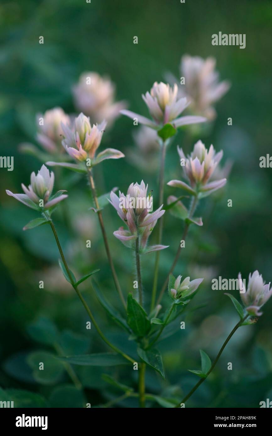 Pink paintbrush wildflowers in Weaselhead Flats park, Calgary, Alberta ...