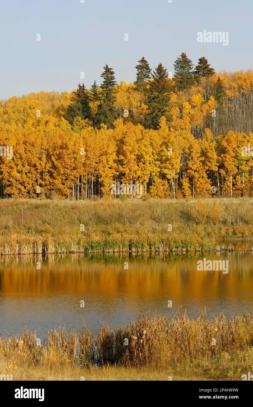 Pond, wetlands and mixed forest of trembling aspen and white spruce ...