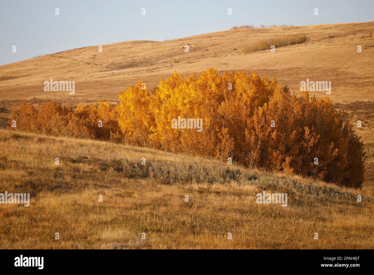 Aspen paprkland hi-res stock photography and images - Alamy