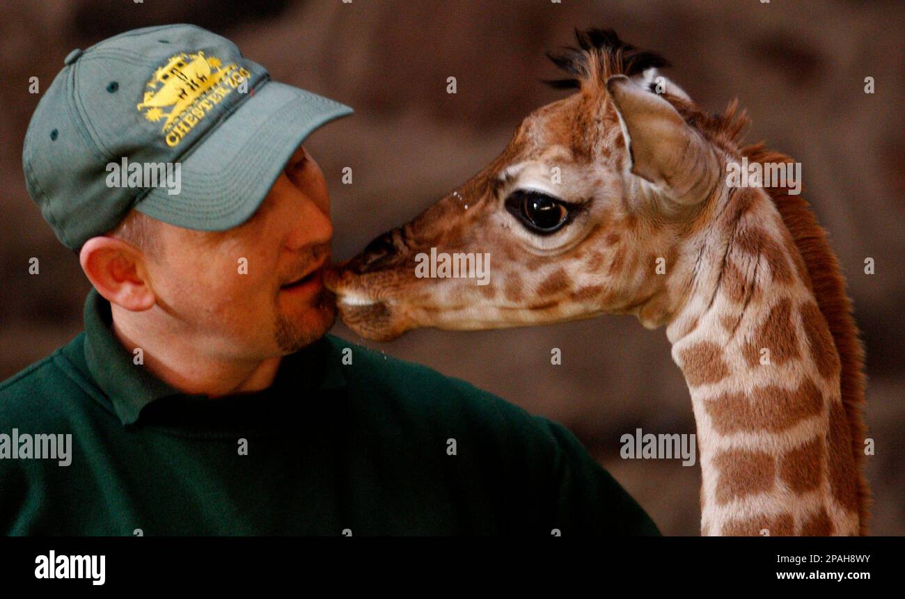 A 10-day-old Rothschild giraffe (Giraffa camelopardalis rothschildi ...