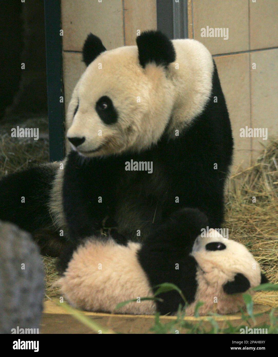 Five-months-old male panda cub Fu Long (Lucky Dragon) plays with its ...