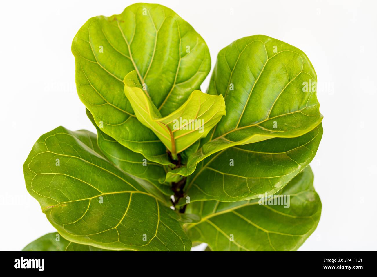Lyrata ficus fiddle leaf fig high angle view on white background Stock ...