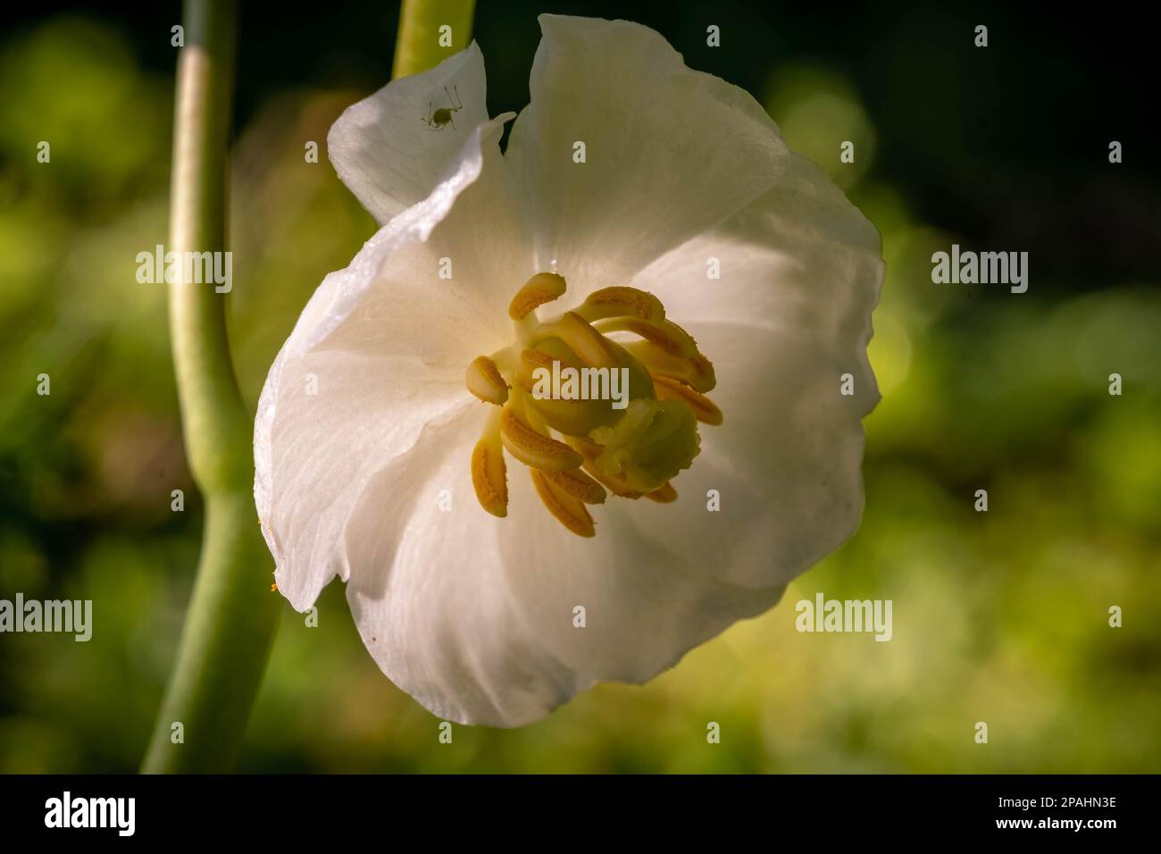 A single Mayapple bloom in early spring, naturally backlit by the sun ...