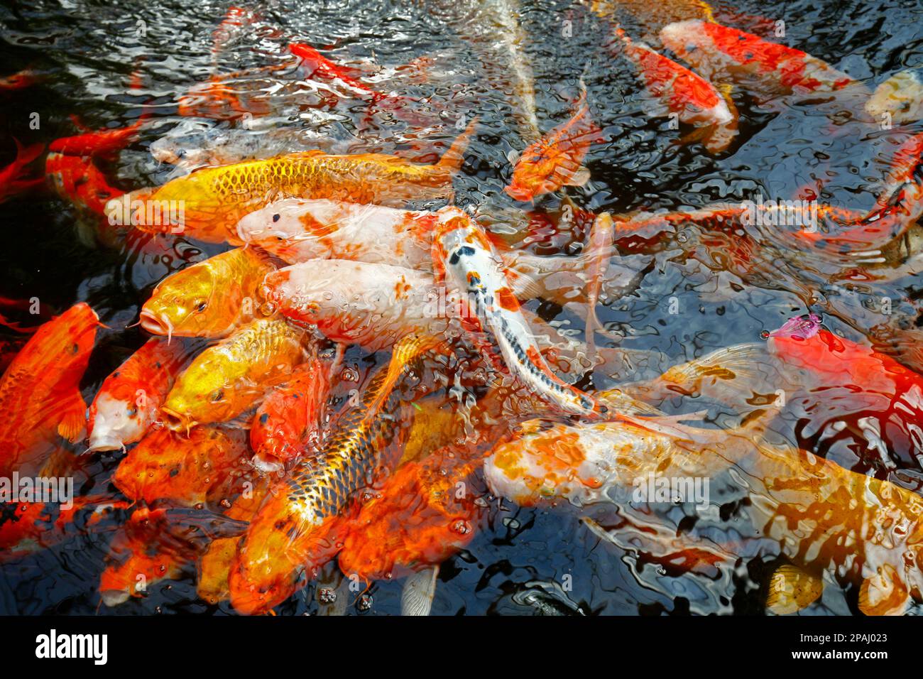 Goldfish in the pond Stock Photo - Alamy