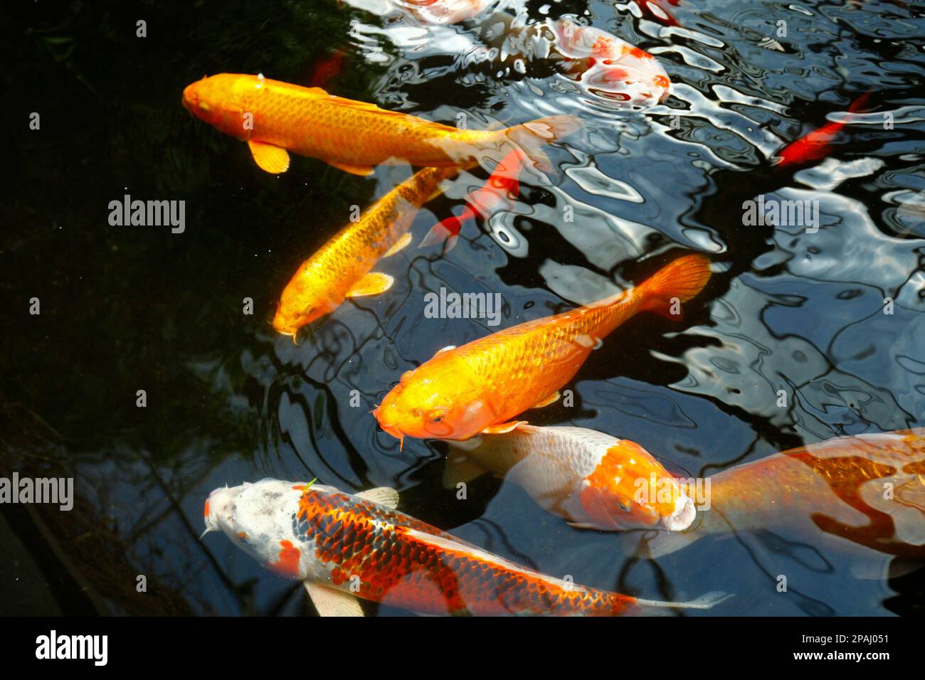 Goldfish in the pond Stock Photo - Alamy