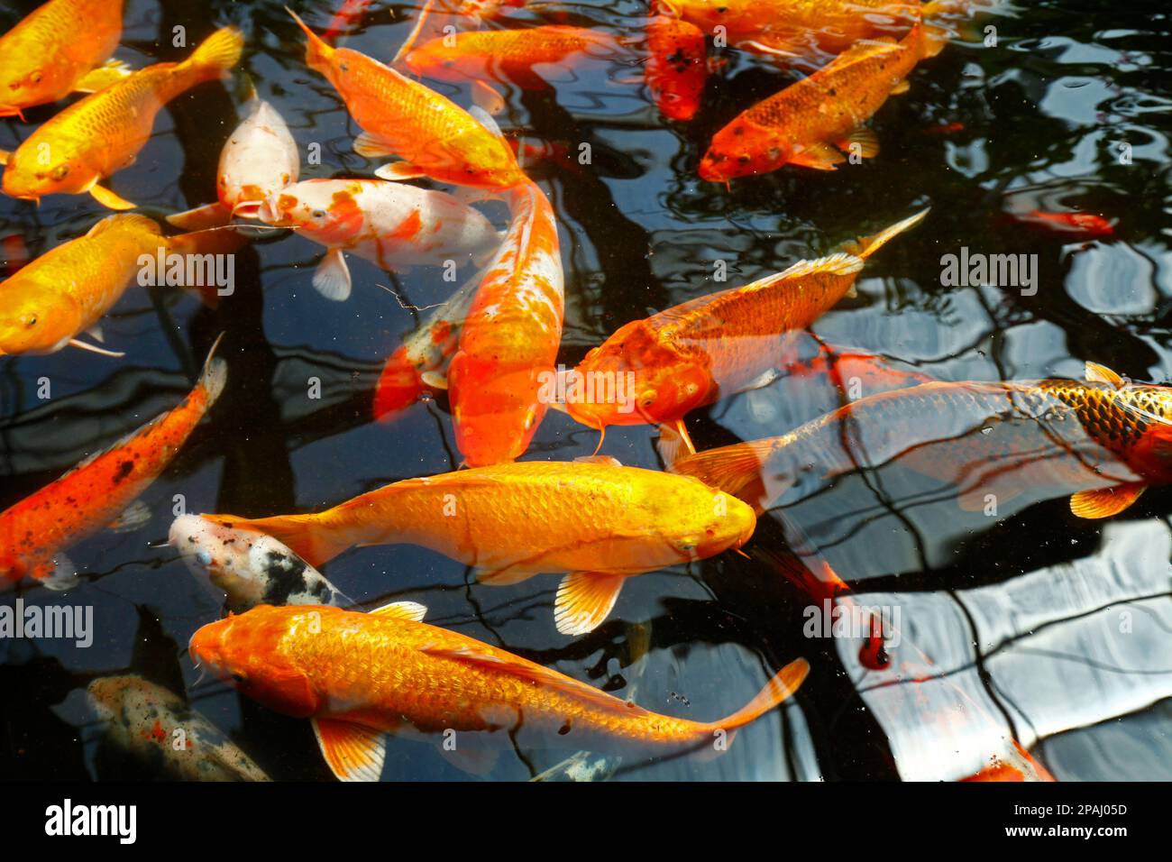 Goldfish in the pond Stock Photo - Alamy