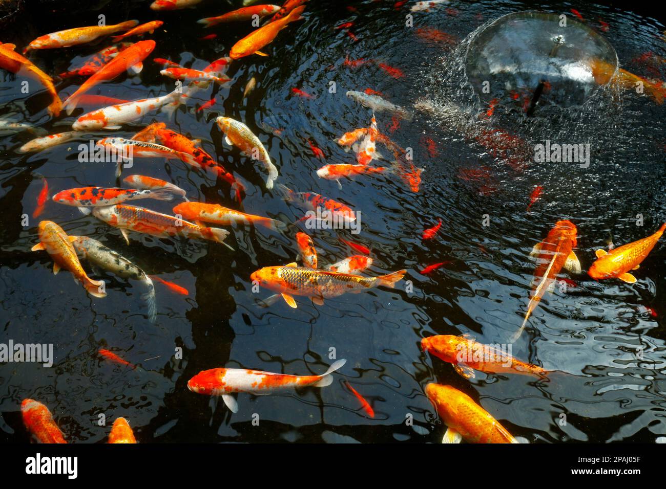 Goldfish in the pond Stock Photo - Alamy