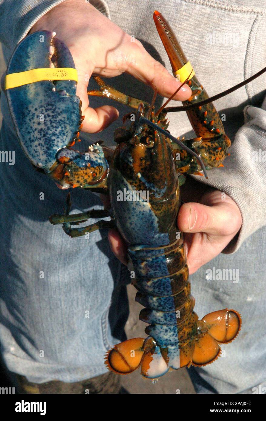 split colored lobster