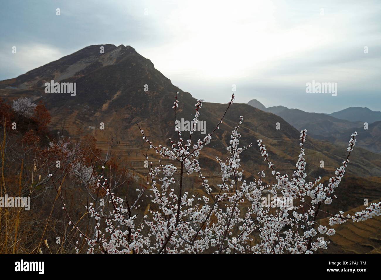 The original ecological wall of full of apricot flowers Stock Photo - Alamy