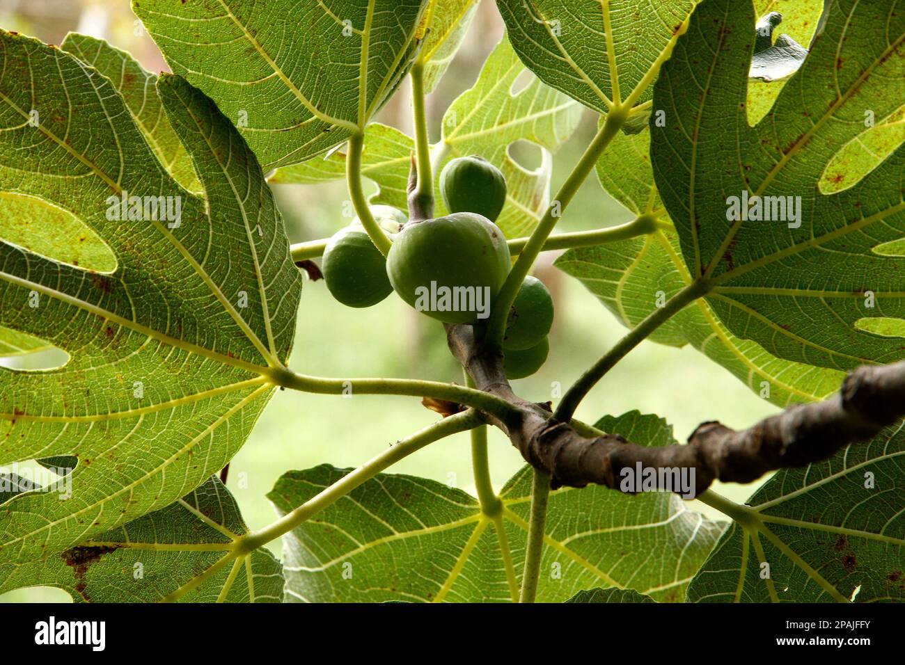Tuscanian figs hi-res stock photography and images - Alamy