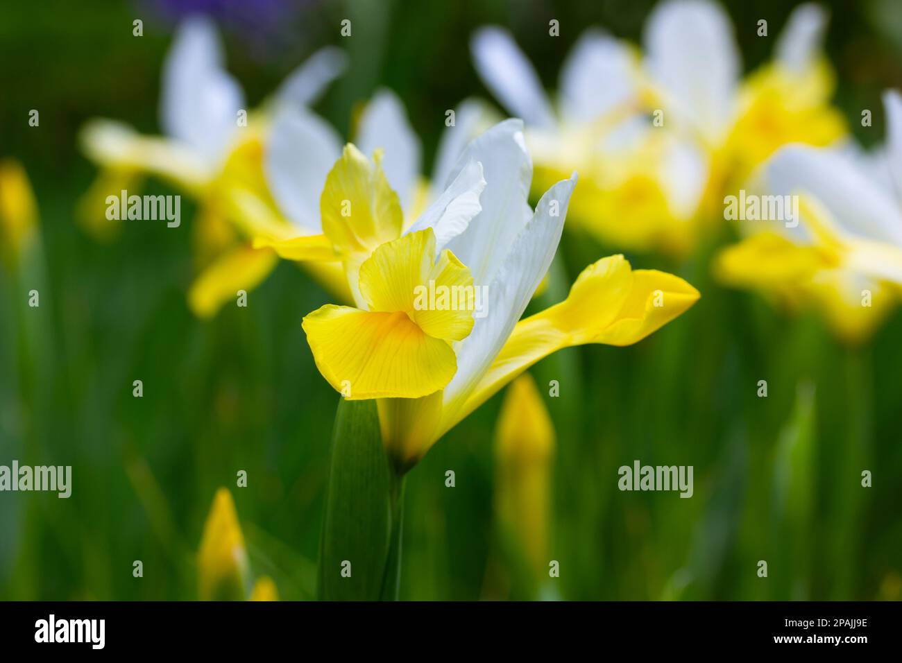 White yellow Iris Hollandica wallpaper. Irises background. Ornamental ...