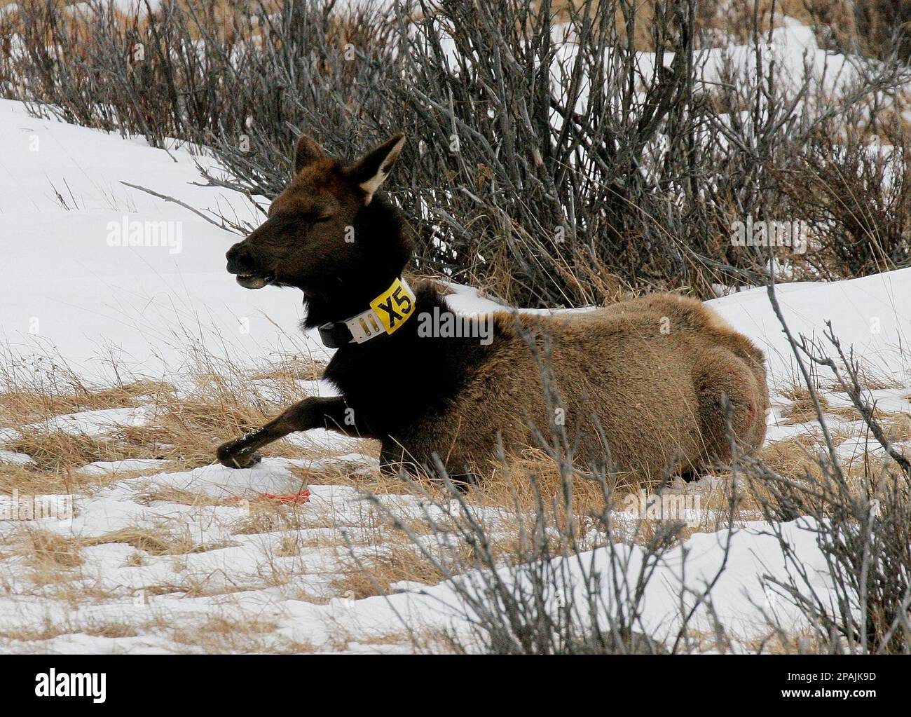 A 15-year-old cow elk wears a yellow tag as it struggles to get to it's ...