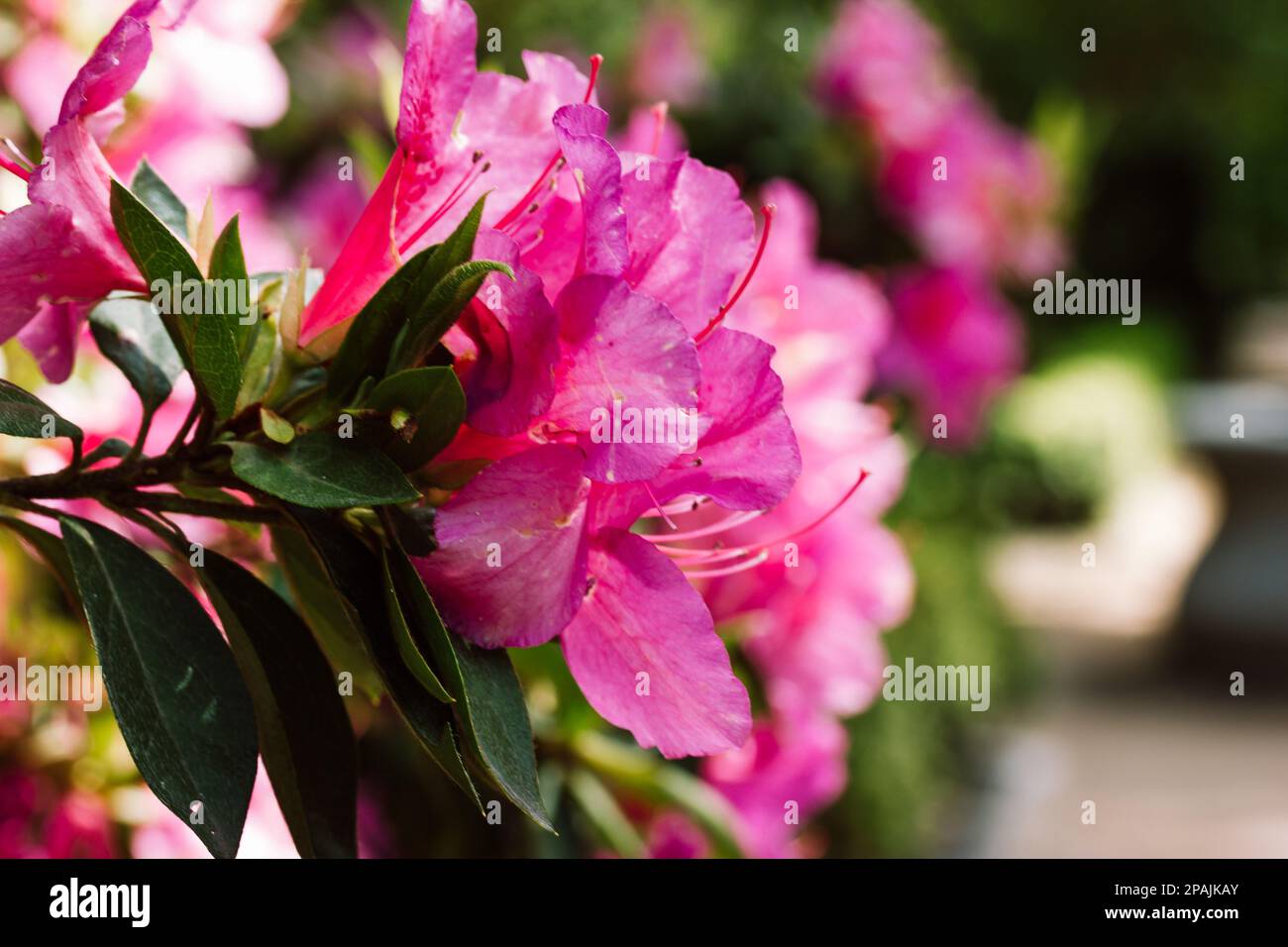 Rhododendron Japanese Azalea Anne Frank species of flowering perennial ...