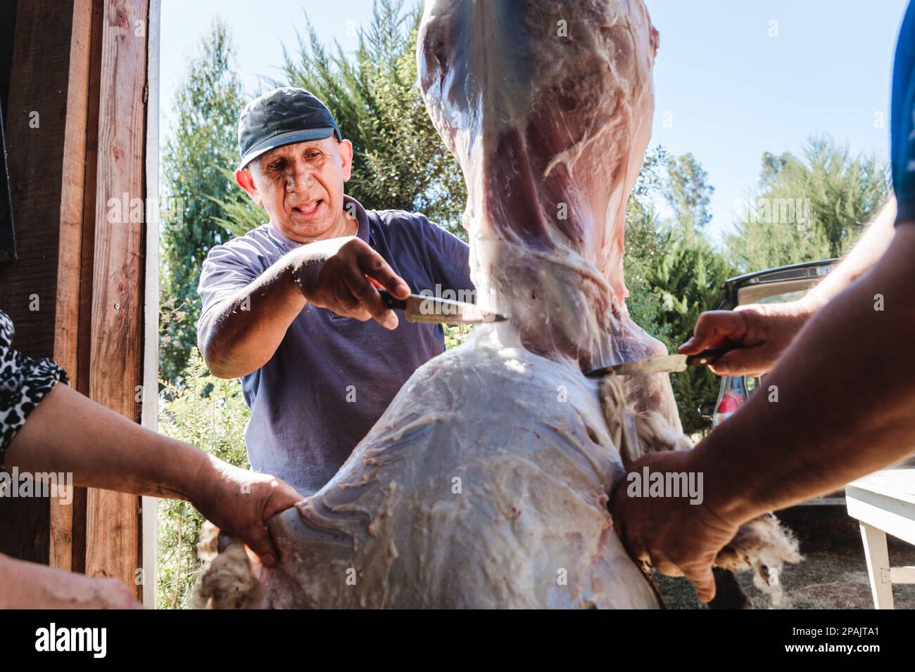 Unrecognizable latin man butchering and skinning a hanging lamb in his ...