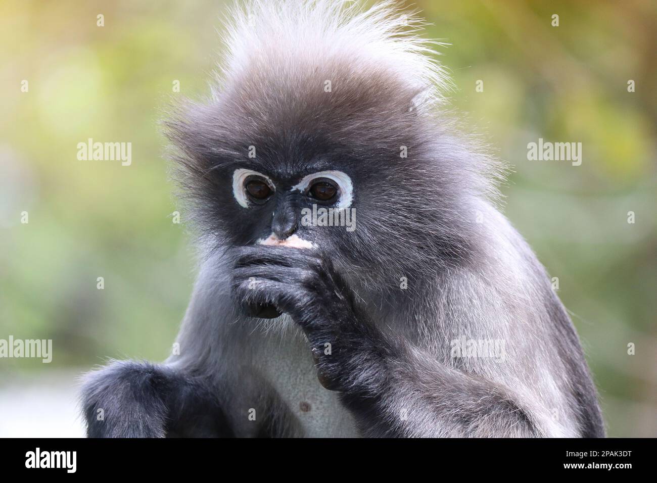 Portrait of a shaggy cute pensive adult male dusky leaf monkey ...