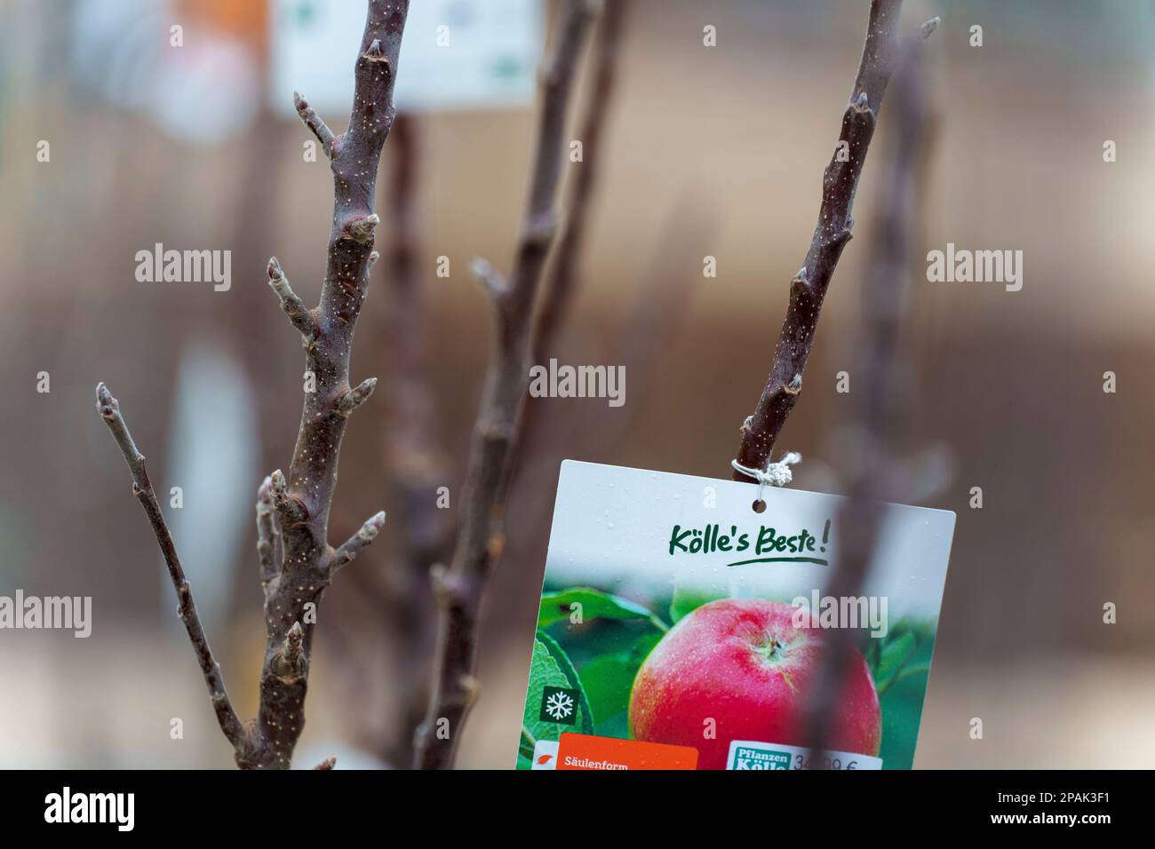 Fulda, Germany. 07th Mar, 2023. A new apple tree planting on the ...