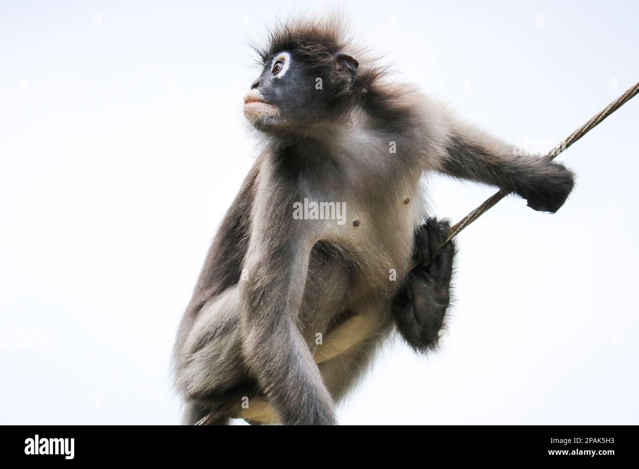 Surprised cute young dusky leaf monkey (Trachypithecus obscurus) sits ...