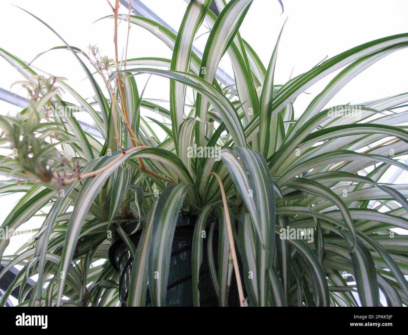 **FOR USE WITH AP LIFESTYLES** This undated photo shows a spider plant ...