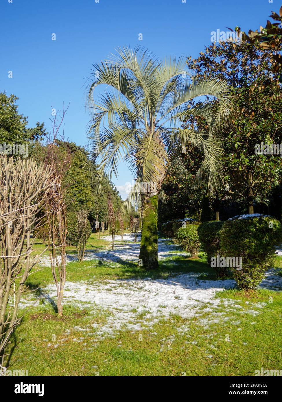 Snow on a palm tree and on green grass. Winter in Batumi. Winter in the ...