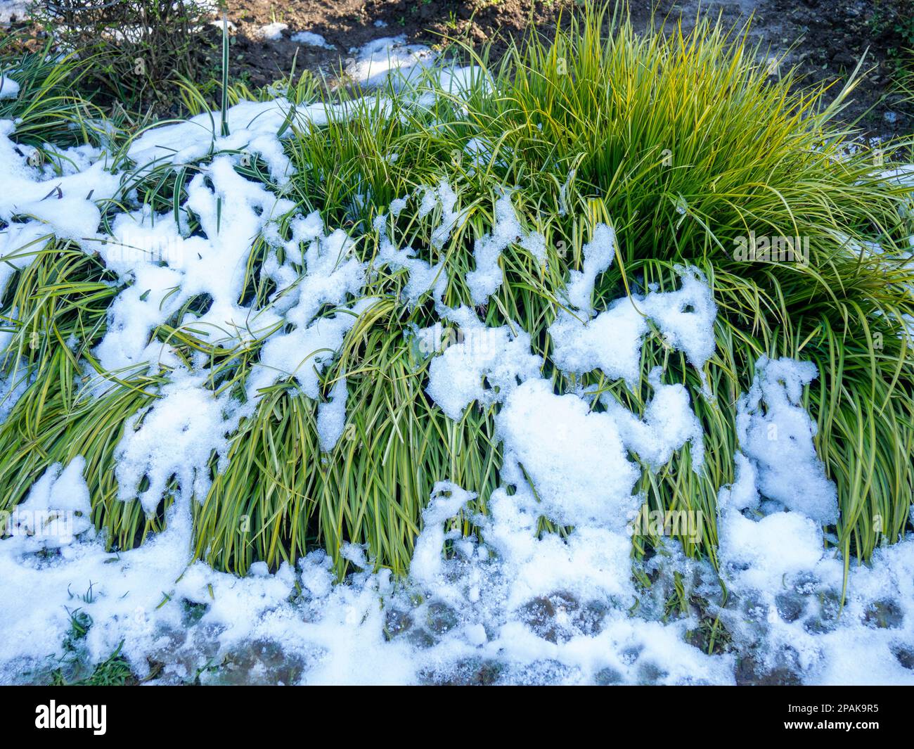 Snow on green grass. Winter in Batumi. Winter in the park of the resort ...