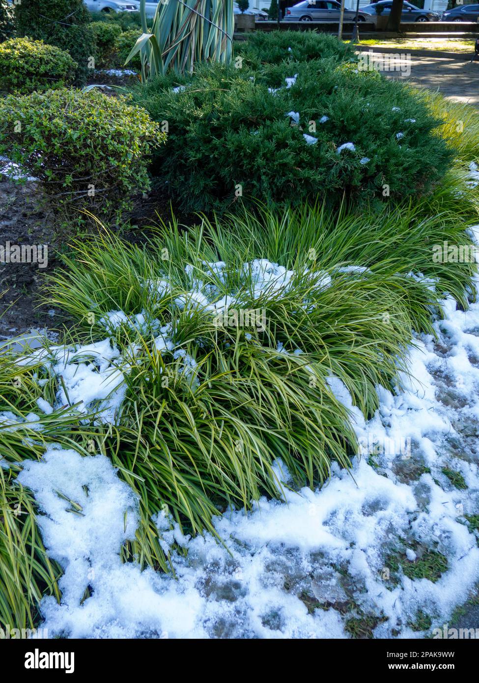 Snow o on green grass. Winter in Batumi. Winter in the park of the ...