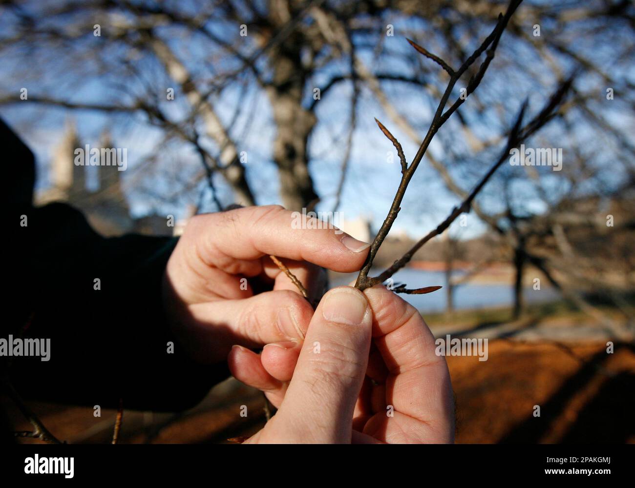 Tree expert David McMaster holds budwood from a 100 year-old beech tree ...
