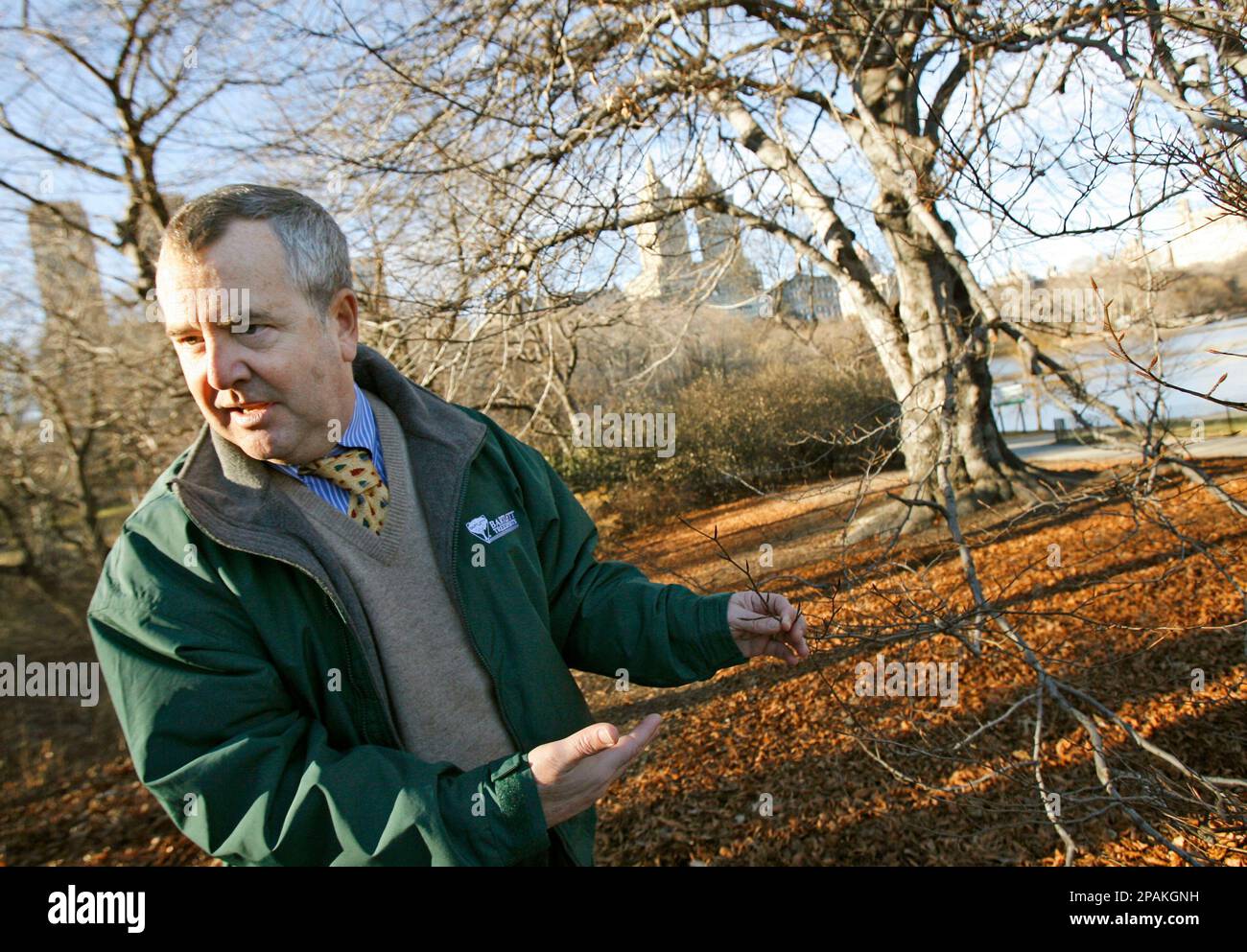 Tree expert David McMaster holds budwood from a 100 year-old beech tree ...