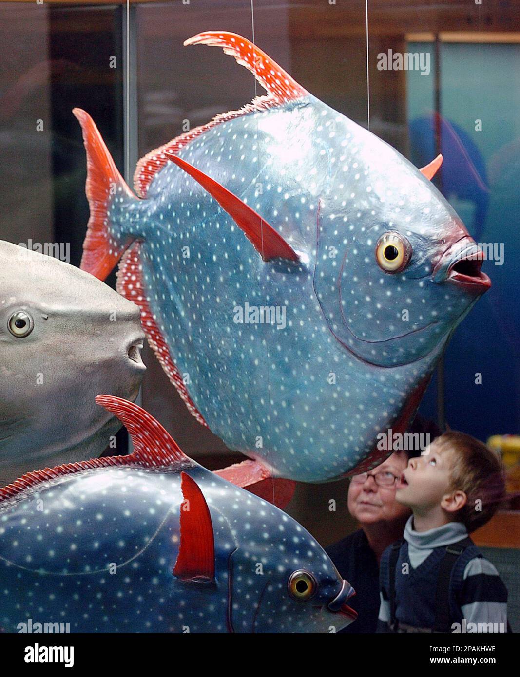 Die originalgetreue Nachbildung von ueber zwei Meter grossen aus dem ...