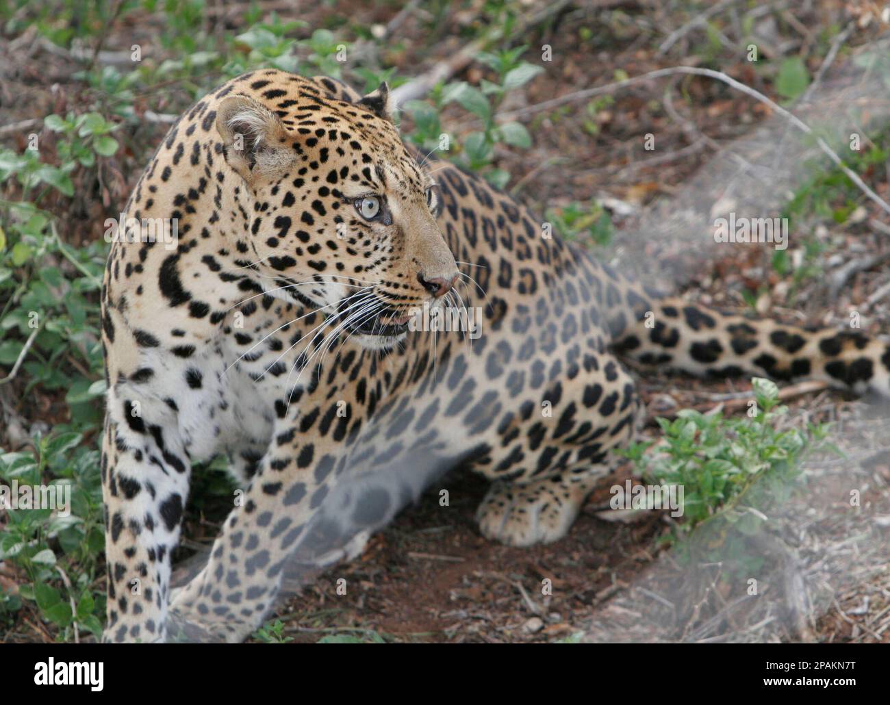 One of two leopards are released at the Shamwari Game Reserve in the ...