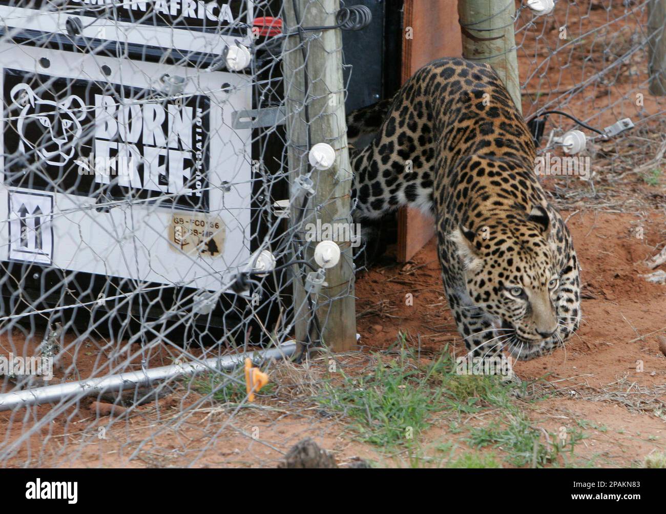One of two sibling leopards, Sirius, is released at his new home in the ...