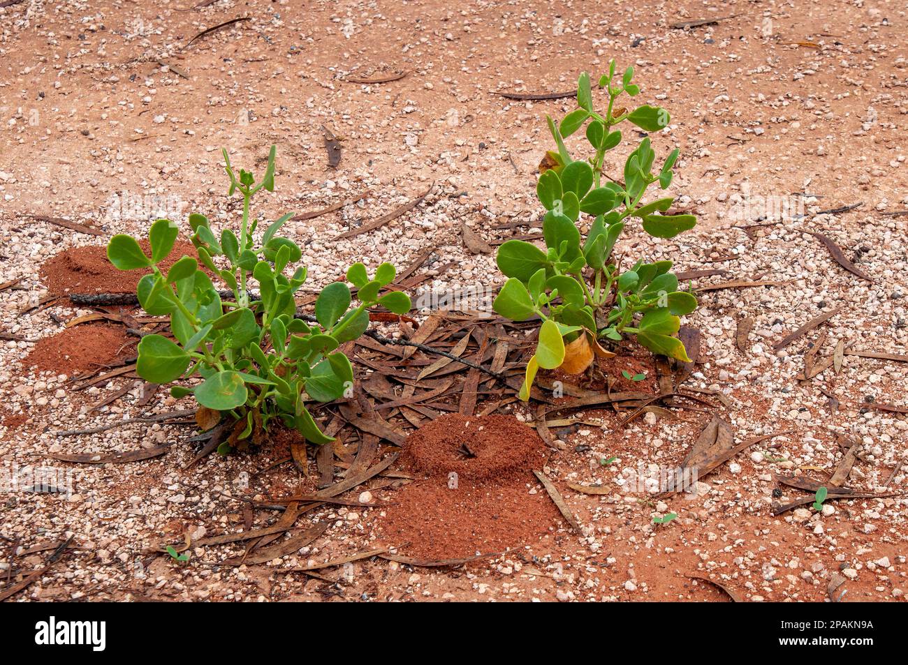 Mourquong Australia, ant nests near small plant in the red dirt of the ...