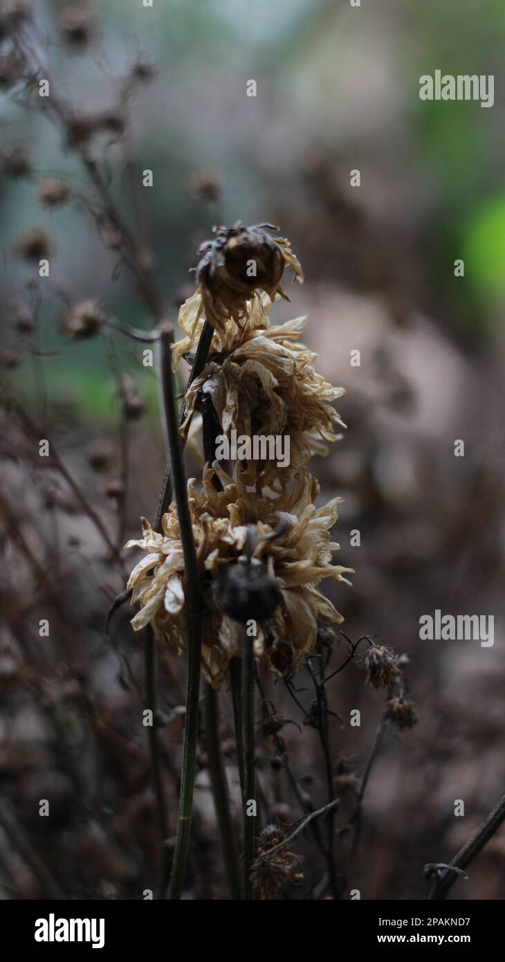 a close up of a dead plant on a blurred background. natural photo ...