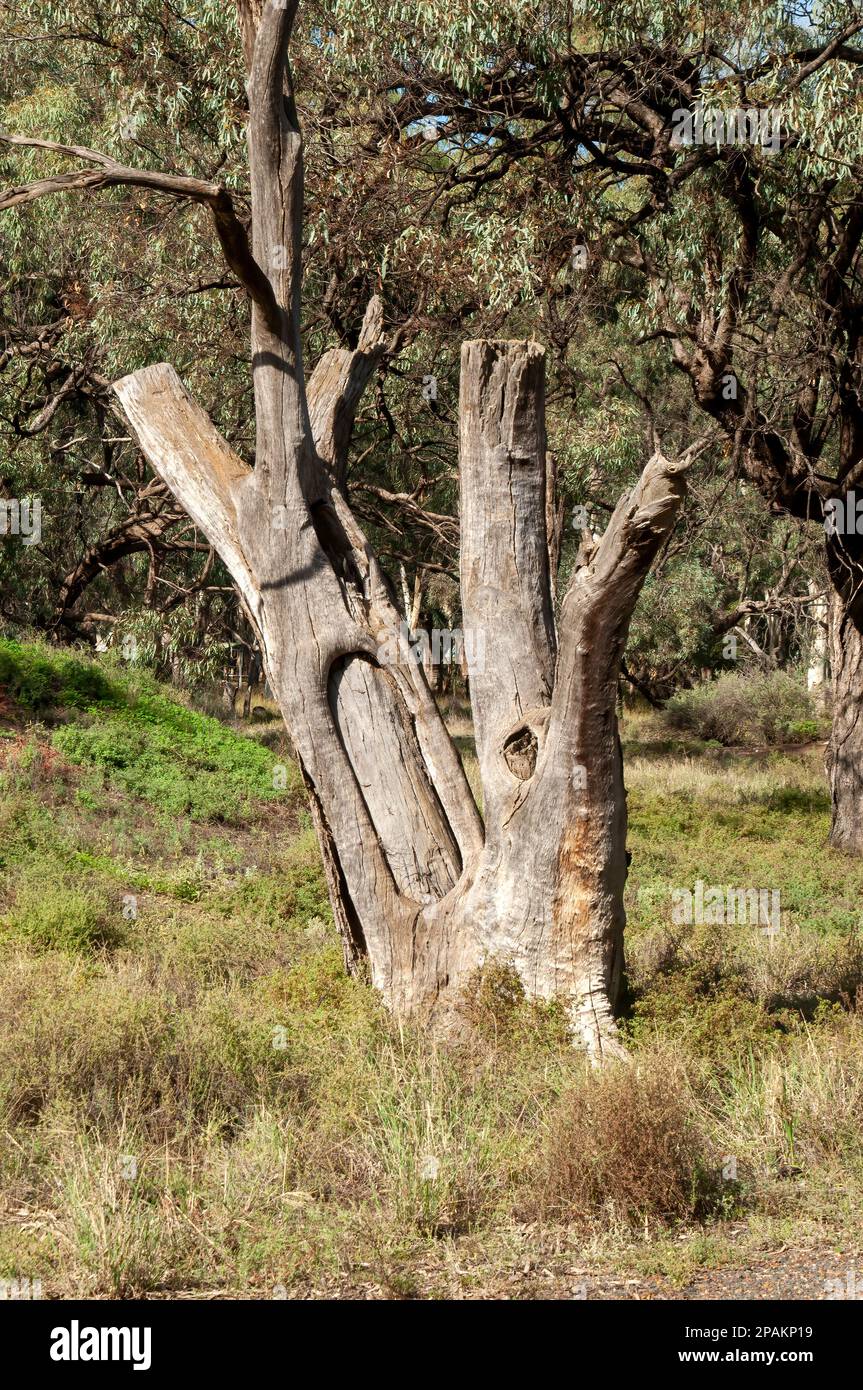 Hay Australia, aboriginal scar tree where section is removed to create ...